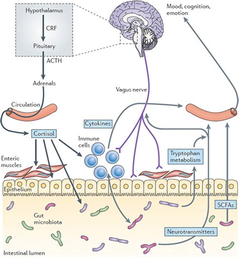 What Is The Gut Brain Axis An Exploration Of The Communication