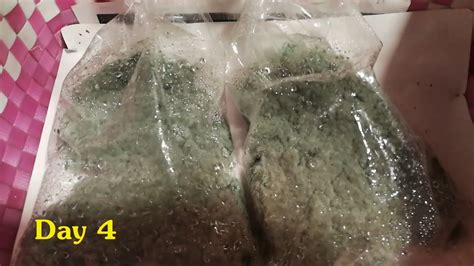 ทดลองทำเชื้อราไตรโคเดอร์ม่า ด้วยตัวเอง How To Make Trichoderma With