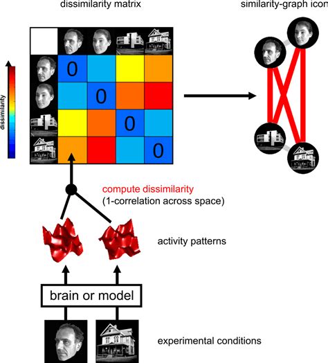 frontiers representational similarity analysis connecting the
