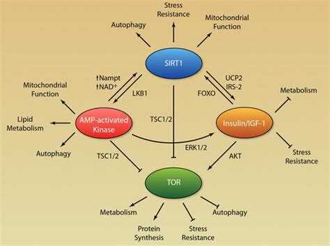 The Intersection Between Aging And Cardiovascular Disease Circulation