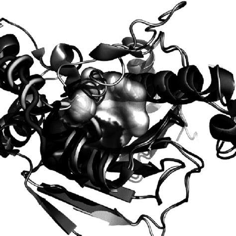 Different Conformations Of Calmodulin A Apo Structure B Holo
