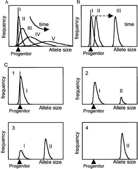 Gradual Increases Of The Expanded Ctg Repeat Size In A Dm1 Lbcl Clone