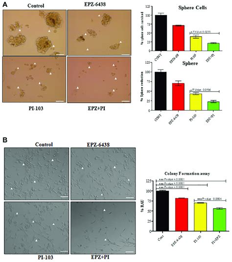 Epz 6438 And Pi 103 Combination Affect The Stemness Properties Of Gbm