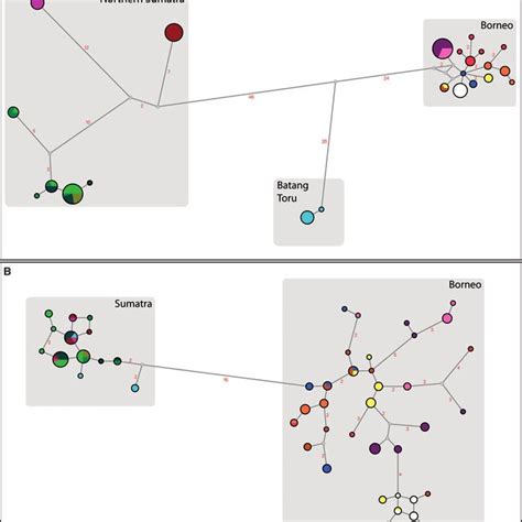 Median Joining Networks Of A Mtdna And B Y Chromosomal Haplotypes