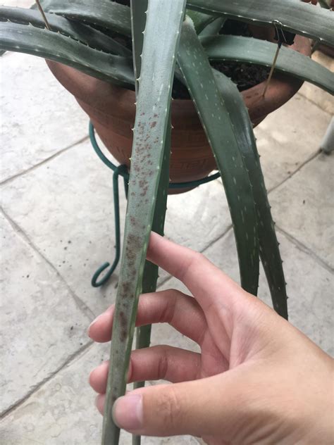 Why Does My Aloe Vera Plant Have Brown Spots Plantă Blog