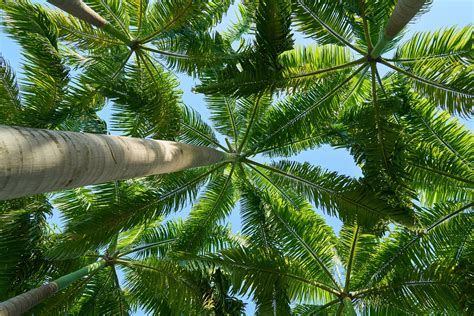 Coconut Leaf Wallpapers Top Free Coconut Leaf Backgrounds
