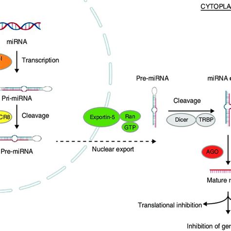 Illustration Of Multistep Canonical Microrna Mirna Biogenesis Pathway