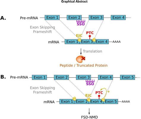 Splice Switching Oligonucleotide Mediated Gene Knockdown In B Cells And