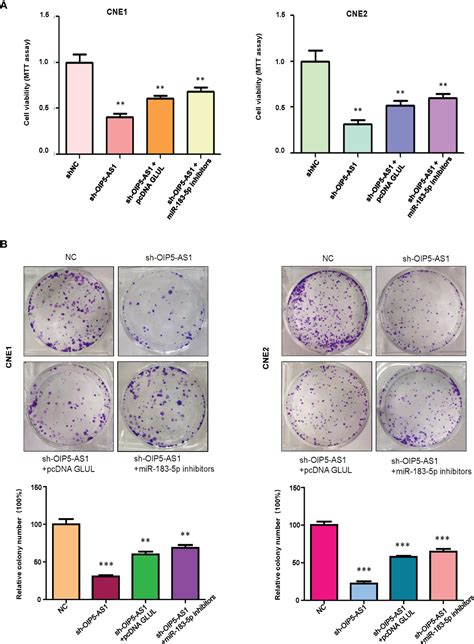 Frontiers Lncrna Oip5 As1 Knockdown Targets Mir 183 5p Glul Axis And