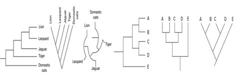 Phylogenetic Analysis Rooted And Unrooted Trees