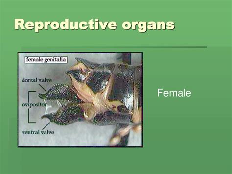Ppt Dissection Of A Grasshopper Powerpoint Presentation Free
