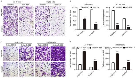 Mir 124 Suppresses Migration And Invasion Of Nsclc Cells A Transwell