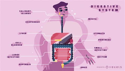 Infographic Body System