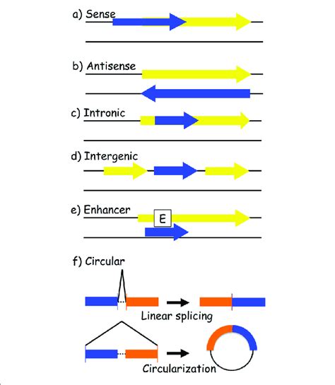 biogenesis of long non coding rnas lncrnas lncrna transcripts