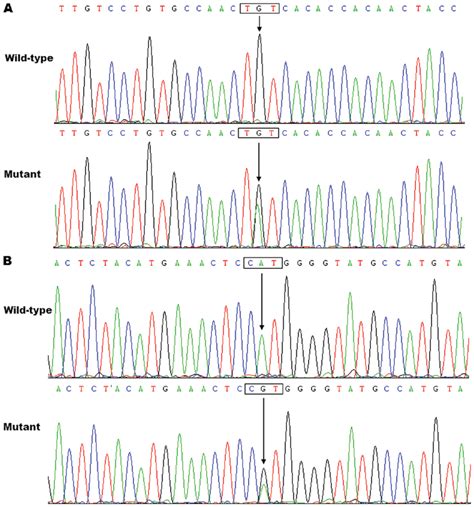 Sequence Electropherograms Showing The Gata6 Mutations In Contrast To