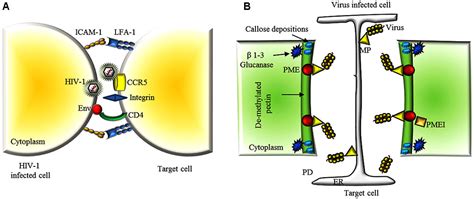 Components Of Extracellular Matrix