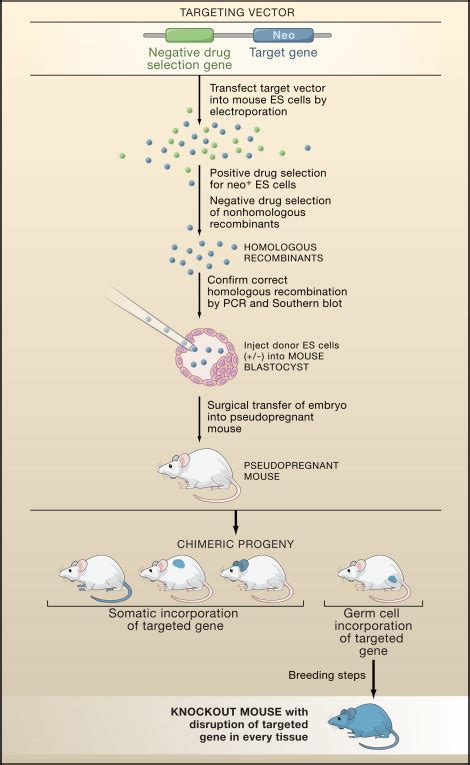 Gene Targeting In Embryonic Stem Cells Scores A Knockout In Stockholm Cell