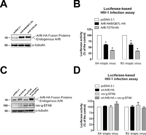 Effect Of Different Arf6 Constructs And The Efa6 Factor On Hiv 1 Entry