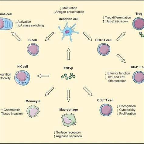 Tgf β Effects On Immune Cell Subsets Tgf β Regulates Proliferation