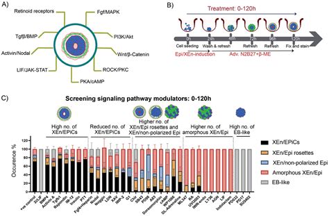 Automated High‐throughput Phenotypic Screening And Analysis Platform