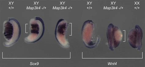 The Molecular And Cellular Basis Of Gonadal Sex Reversal In Mice And