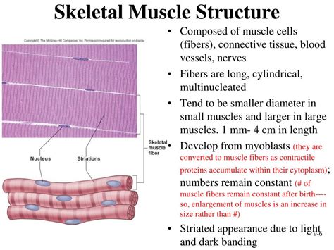 Structure Of Skeletal Muscle Tissue