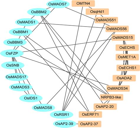 Frontiers Regulator Network Analysis Of Rice And Maize Yield Related