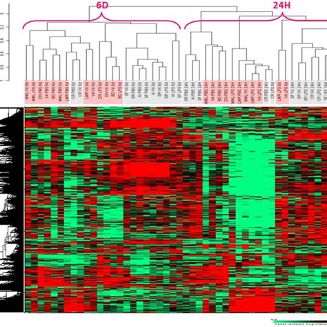 unsupervised hierarchical clustering heat map including all samples