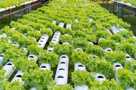 Lets Get Growing The Basics Of Hydroponics Gardening Bria Homes
