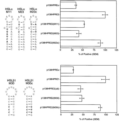 Mutations Of The Hbv Stem Loops A Results Of A Cat Analysis Of Stem
