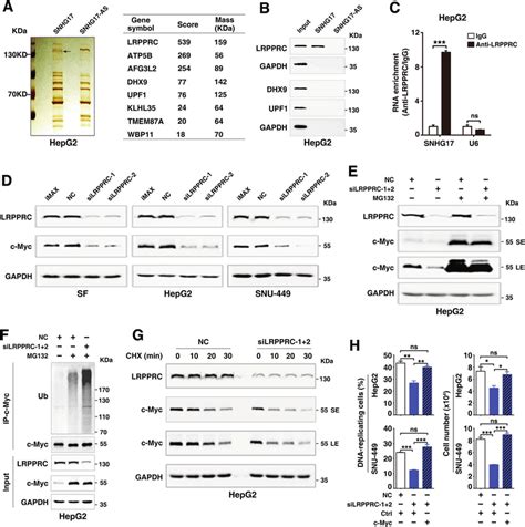 Lrpprc Interacts With Snhg17 And Promotes G1 S Transition By Increasing