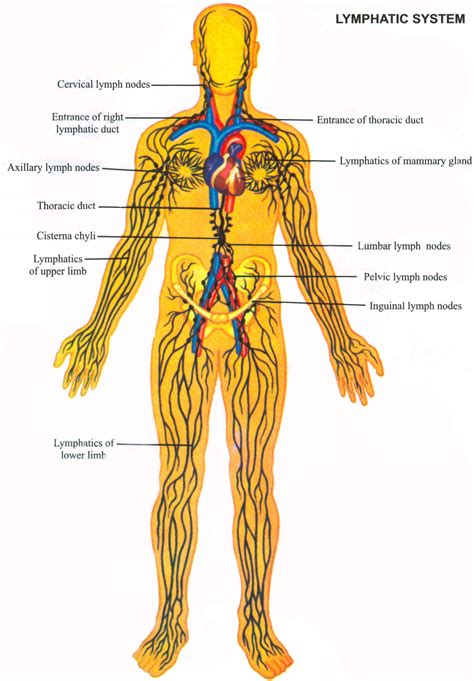The Lymphatic System Alexander Technique In Spokane