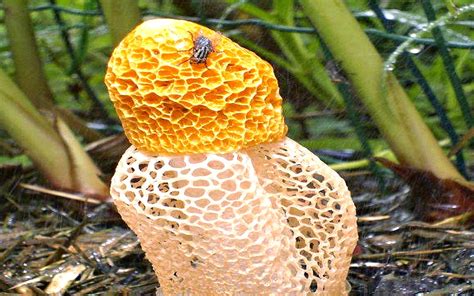 These Orange Mushrooms From Hawaii Are Giving Women Orgasms – Sheknows