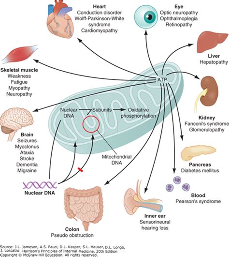 Mitochondrial Dna And Heritable Traits And Diseases Harrisons