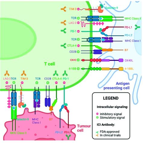 T Cell Stimulatory And Inhibitory Receptors And Ligands T Cells