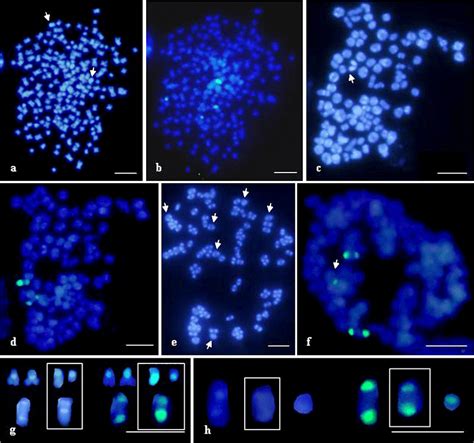 A Mitotic Metaphase And C Meiotic Metaphase I Of Astacus Astacus