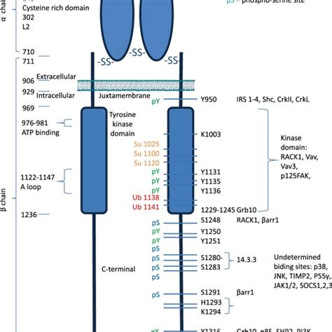 Igf 1r Kinase Dependent Signaling Pathways Igf 1 Or Igf2 Binding To