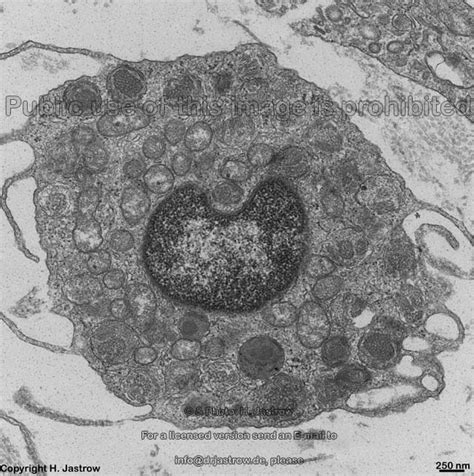 Human Cell Under Electron Microscope Micropedia 5076 Hot Sex Picture