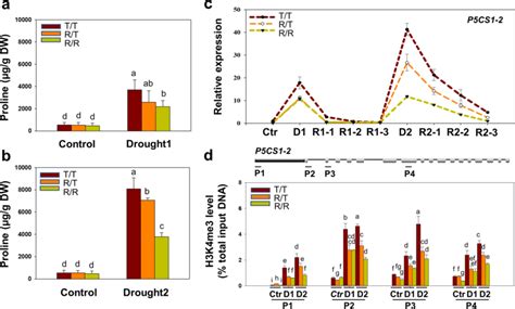 Grafting Induced High Proline Accumulation Transcript Levels Of