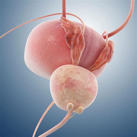 Prostate Gland