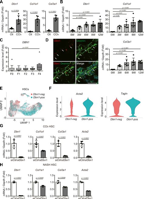 Figure 5 From The Well Developed Actin Cytoskeleton And Cthrc1