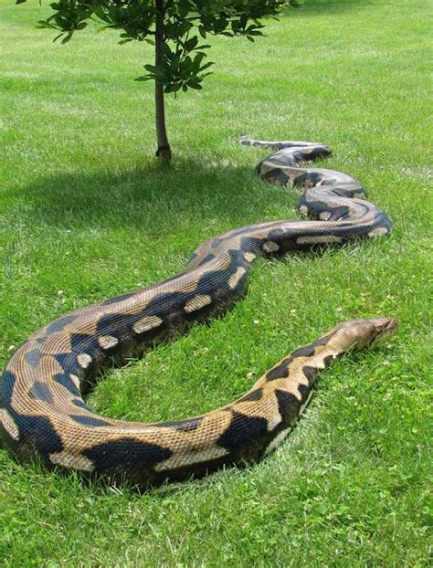 reticulated python big nasty aggressive nature