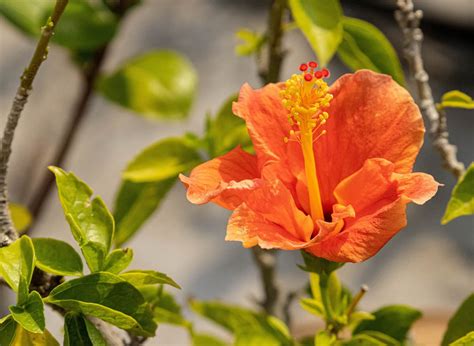 How To Grow Hibiscus From Cuttings To Harvest Steps To Planting And Care