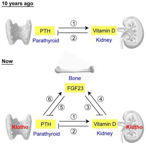Endocrine Regulation Of Phosphate Homeostasis Ten Years Ago Two
