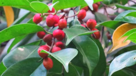 Photography With Dr Ernie Ficus Red Berries