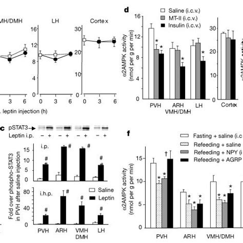 Leptin Insulin Mt Ii And Glucose Decrease 2ampk Activity In The