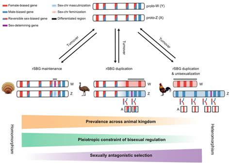 The ‘forever Young Secret Of Scallop Sex Chromosomes Exceptions To