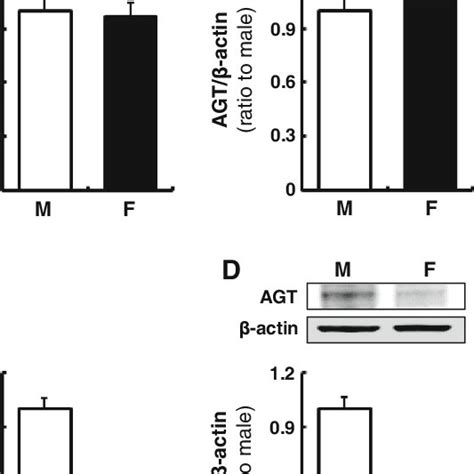Sex Differences In Agt Levels In Primary Cultured Hepatocytes And Renal