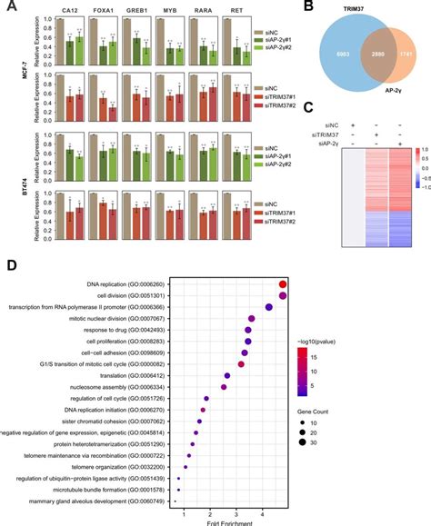 Trim37 Is Required For Efficient Ap 2γ Dependent Transcription A