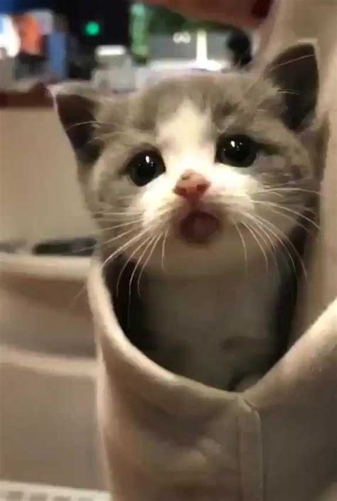Pin On Too Cute